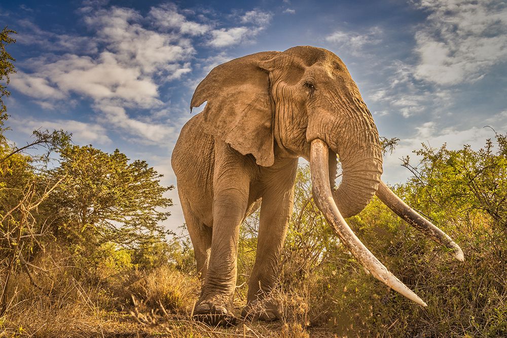 Craig the Elephant-largest Amboseli elephant-Amboseli National Park ...