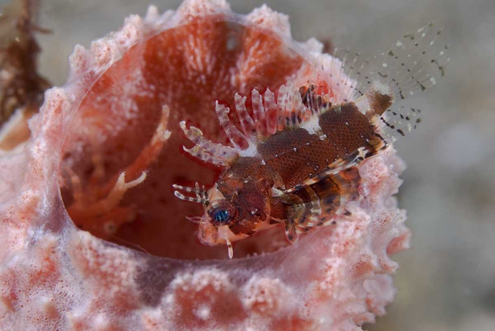 Indonesia Zebra fish atop a tube sponge - Southside Gallery