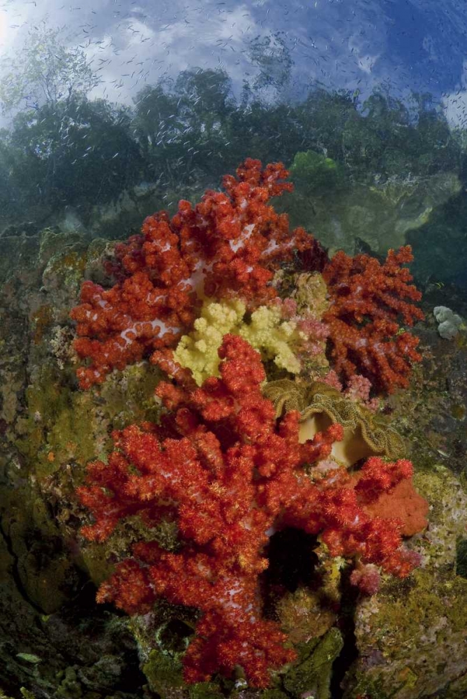 Indonesia, Papua, Fak Fak, Triton Bay Coral reef - Southside Gallery