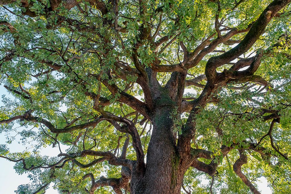 Japanese Camphor tree, Meiji Jingu shrine, Shibuya, Tokyo, Japan ...