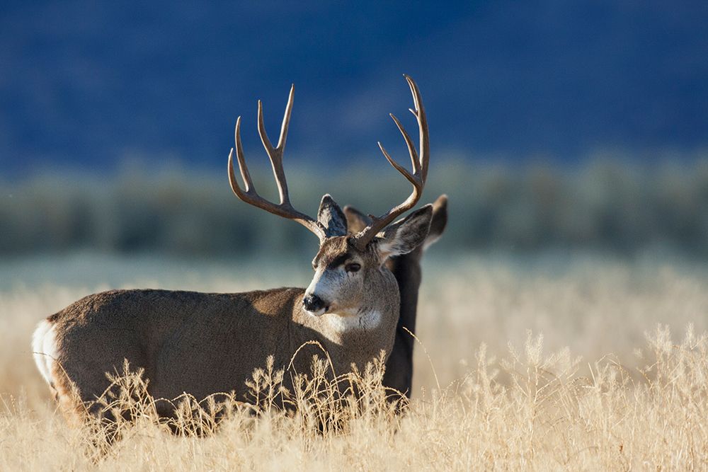 Alert mule deer buck and doe-Montana-USA