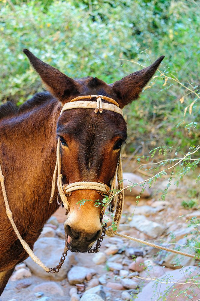 Mexico-Baja California Sur-Sierra de San Francisco. Mule with a ...