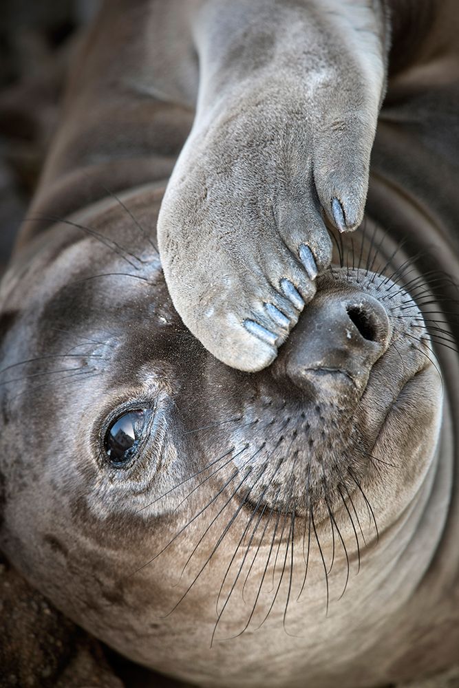 Usa-California A curious elephant seal pup goes eye to the eye with the ...