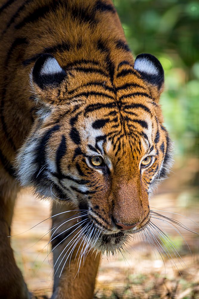 A Malayan tiger has penetrating eyes