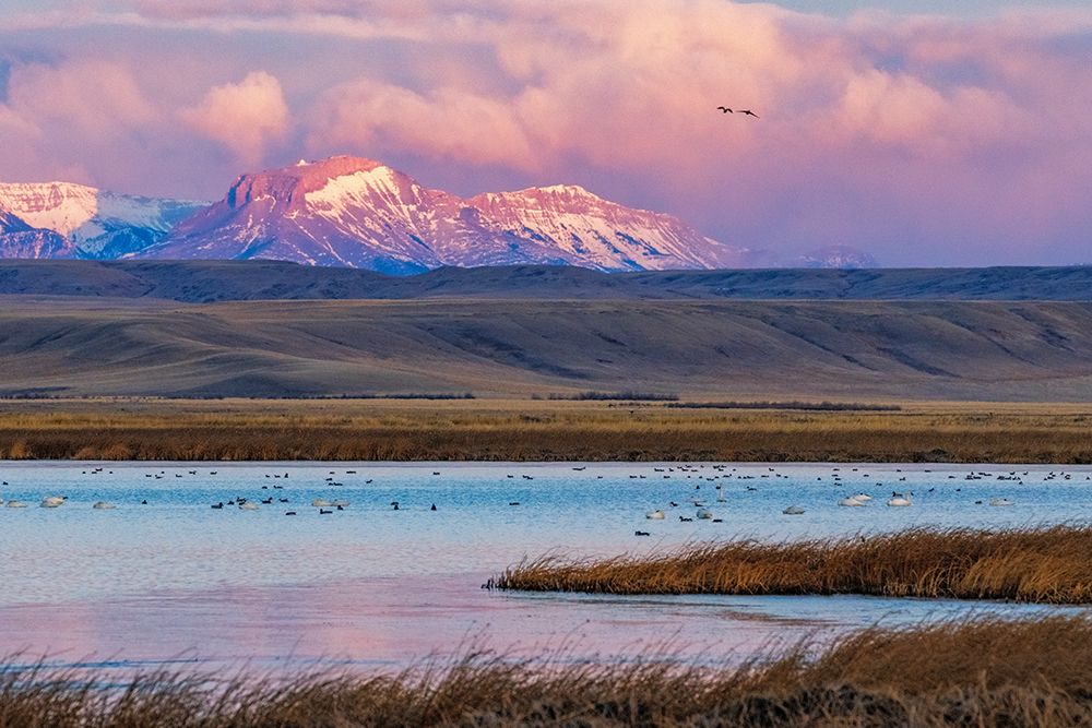 Birds in pond with Ear Mountain in background during spring migration ...
