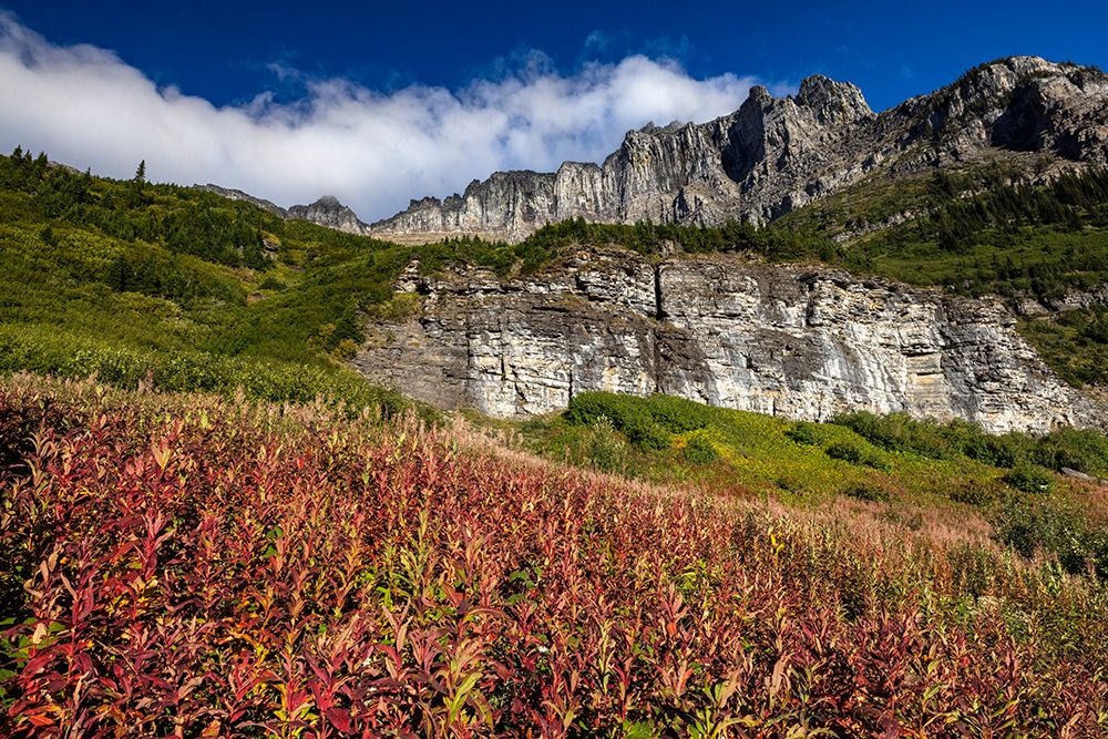 Fireweed in autumn color below the Garden Wall in Glacier National Park ...