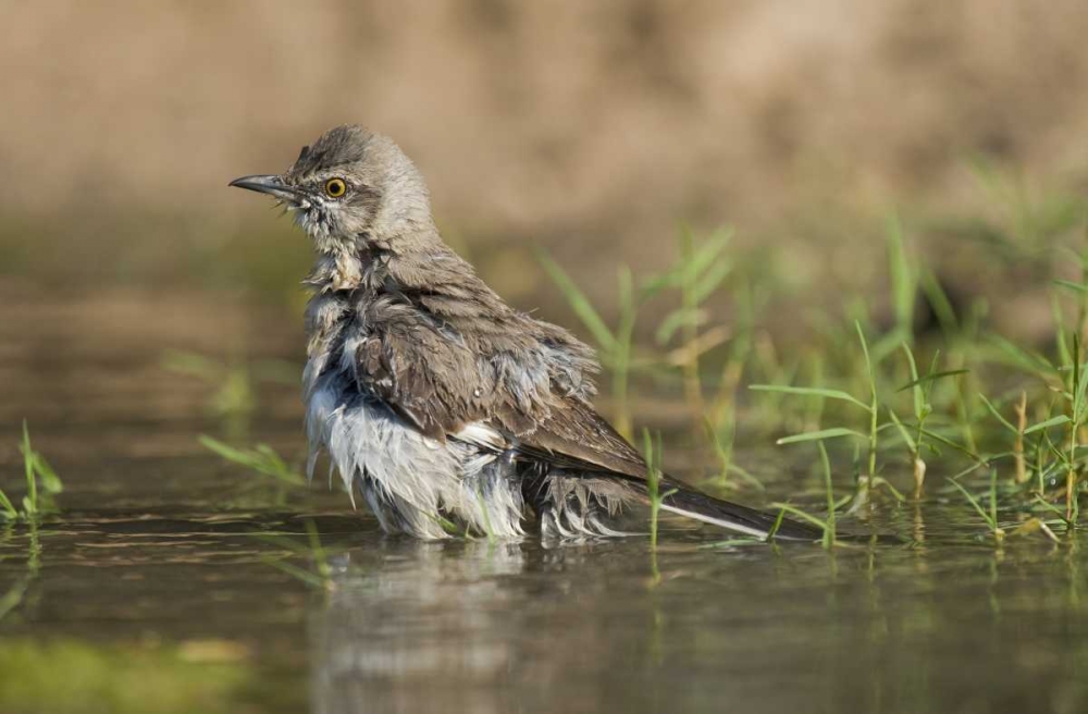 Texas, Starr Co Northern mockingbird bathing - Southside Gallery
