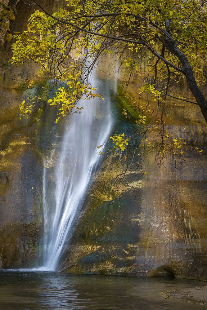 USA-Utah-Capital Reef National Park Waterfall and tree overlooking pool ...