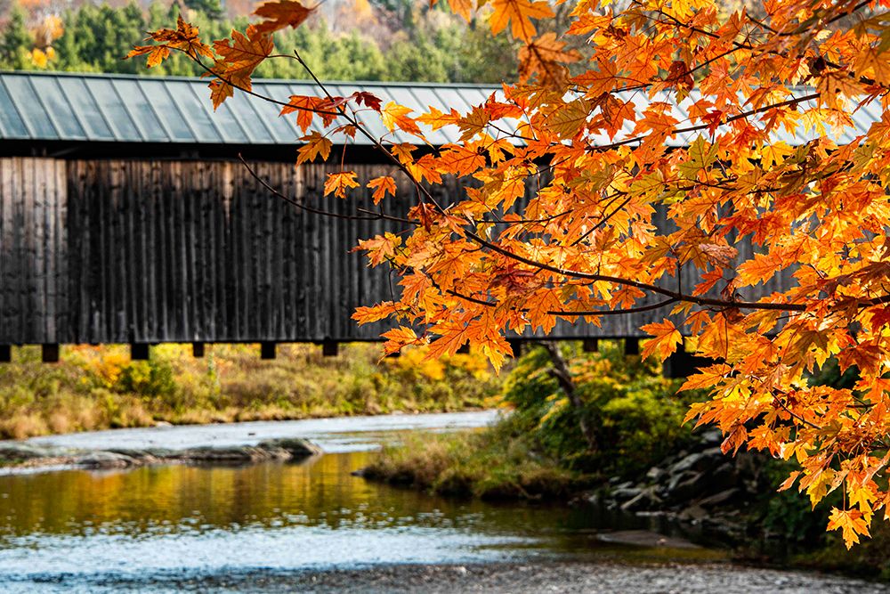 USA, Vermont, Mad River Valley. Waitsfield covered bridge, maple leaves ...