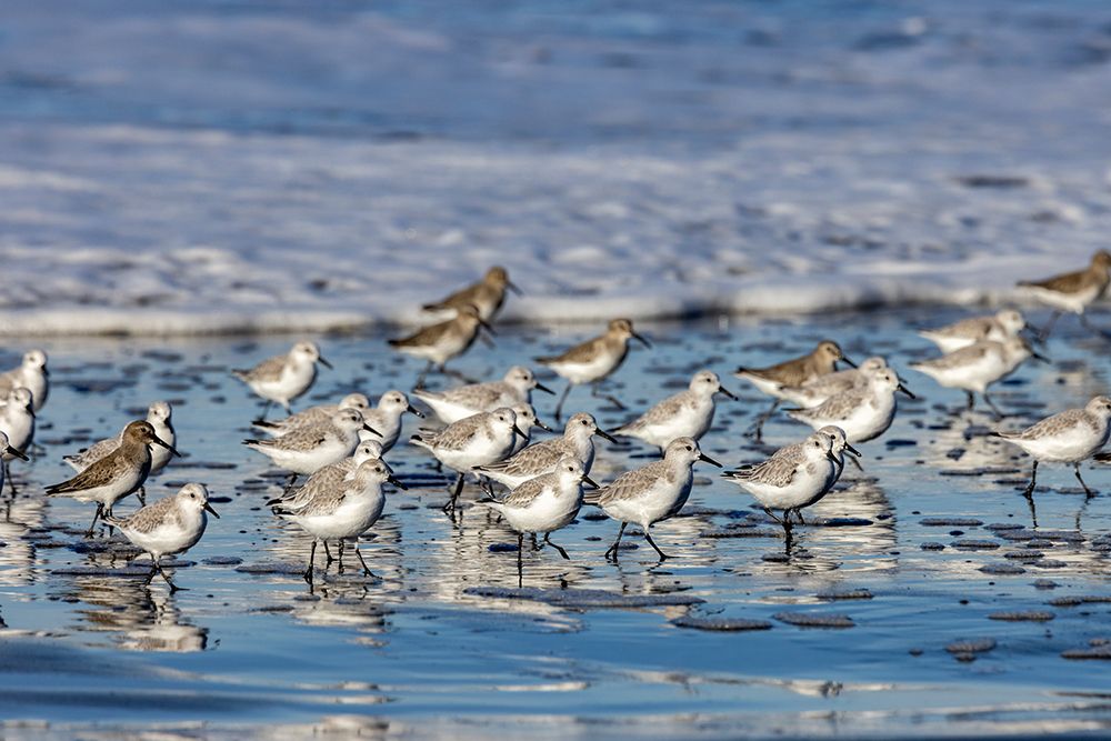 Sanderlings in the Pacific Ocean surf at Cape Disappointment State Park ...