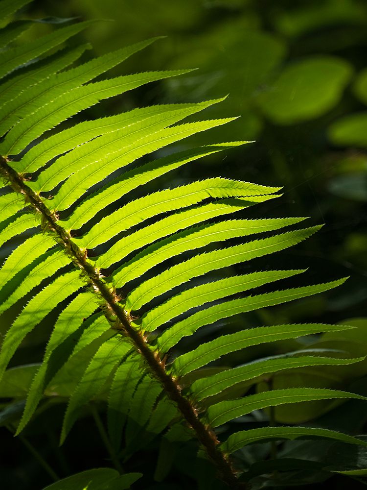 Usa-Washington State-Bainbridge Island. Backlit Western sword fern ...