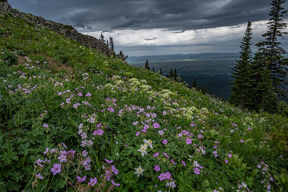 USA, Wyoming. Field of columbine, geranium, cow parsnip and view of ...